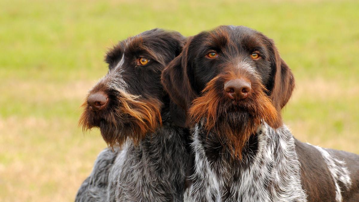 25 cute Purebred German Wirehaired Pointer puppies for sale | Good Dog