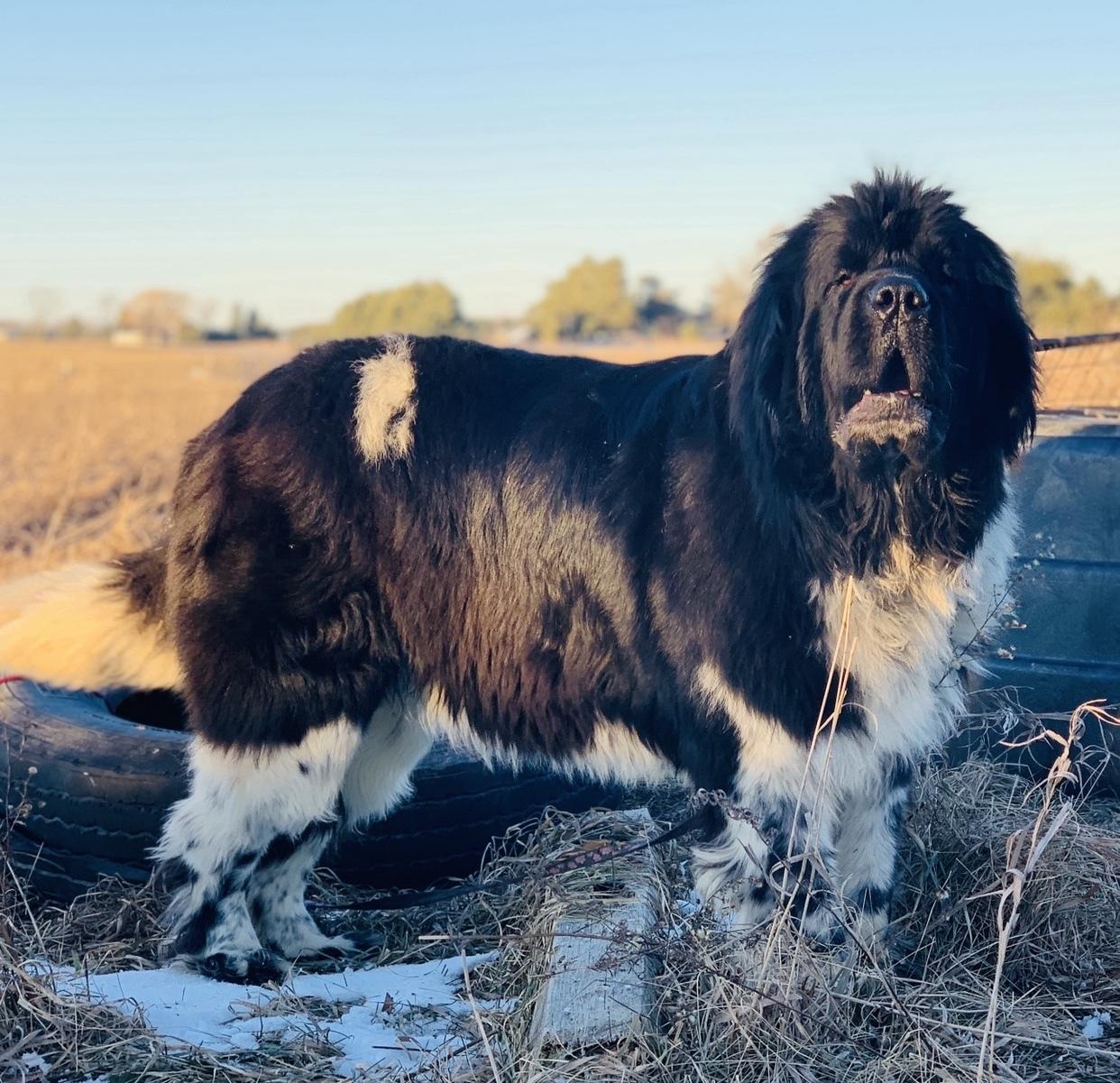 Dyer Lake Newfoundland’s in Michigan | Newfoundland puppies | Good Dog