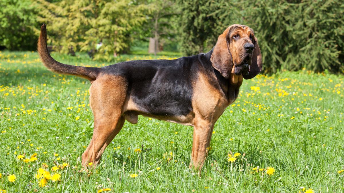 25 cute AKC Registered Bloodhound puppies for sale | Good Dog