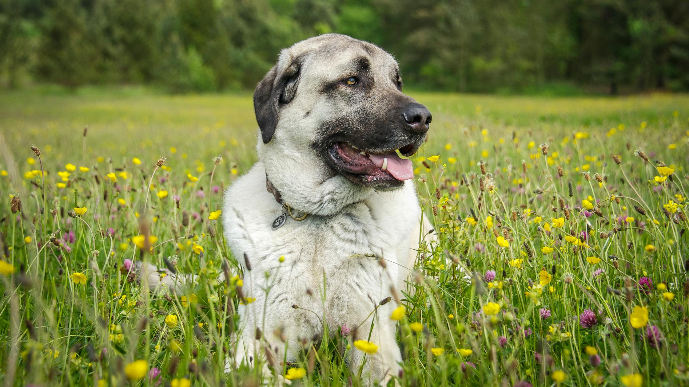 #1 Guide to Health Testing — Anatolian Shepherd Dog | Good Dog