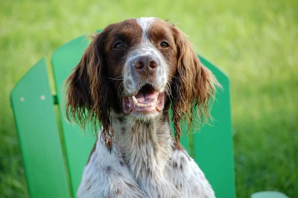Whisky River Gun Dogs in Wisconsin | English Springer Spaniel puppies ...