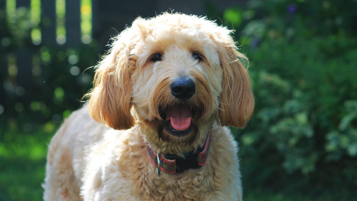 25 cute Goldendoodle puppies for sale in Linton Hall, Virginia | Good Dog