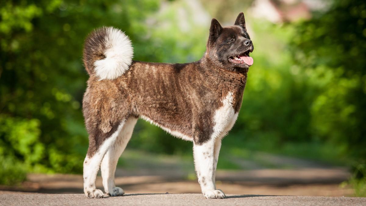 25 cute Akita puppies for sale | Good Dog