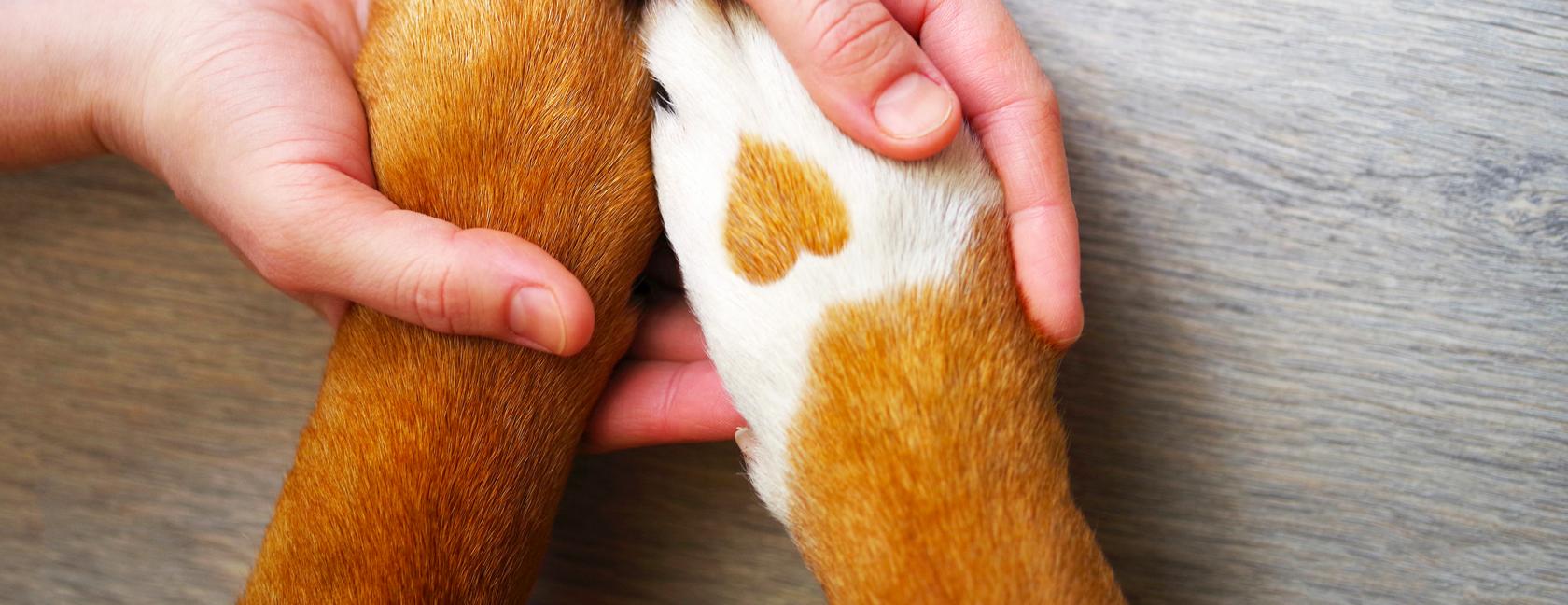 About Us | Learn About Good Dog’s Mission and Community