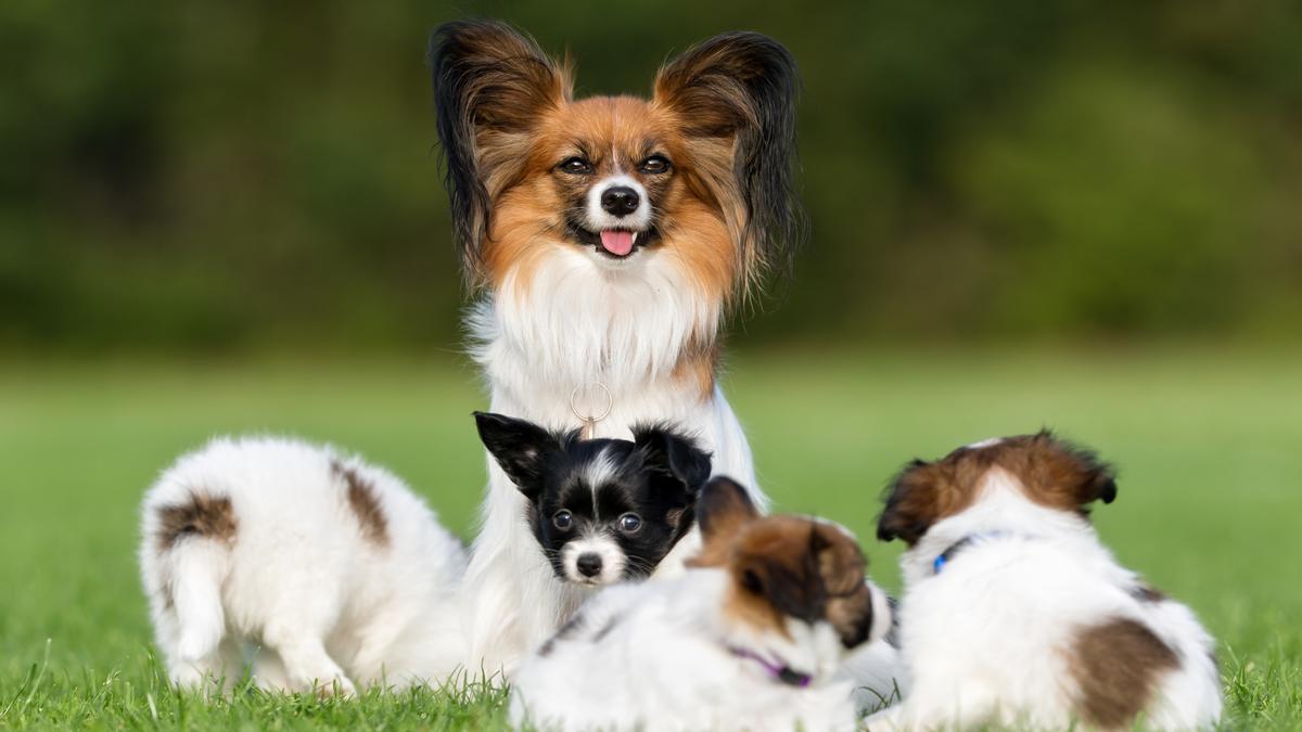 25 cute Papillon puppies for sale in California | Good Dog