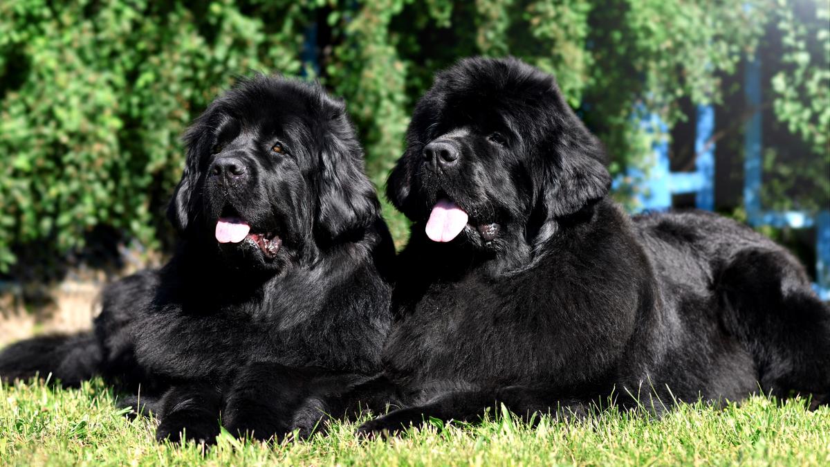 25 cute Newfoundland puppies for sale | Good Dog