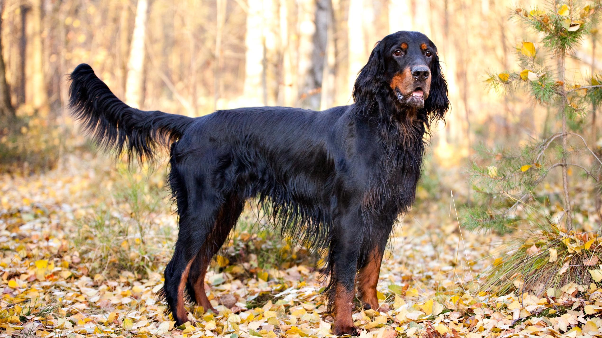 #1 Guide to Health Testing — Gordon Setter | Good Dog