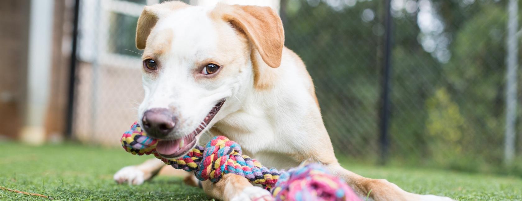 What's a Good Shelter and Rescue? | Learn About Our Standards | Good Dog