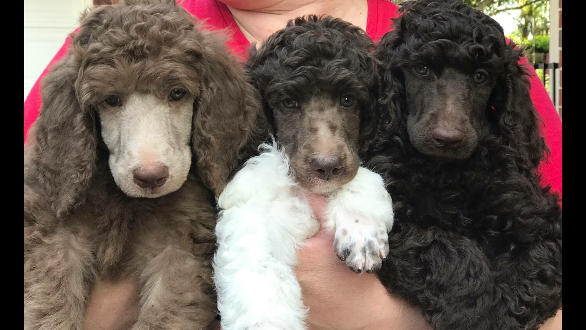 McEnery Standard Poodles in Texas | Poodle puppies | Good Dog