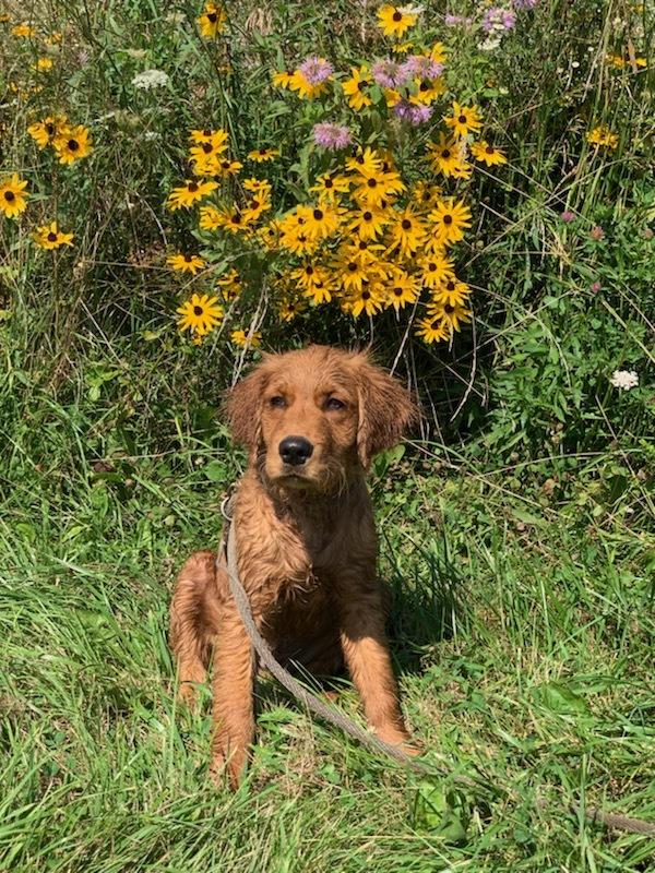 Pedigree Golden Retrievers in Wisconsin | Golden Retriever puppies ...