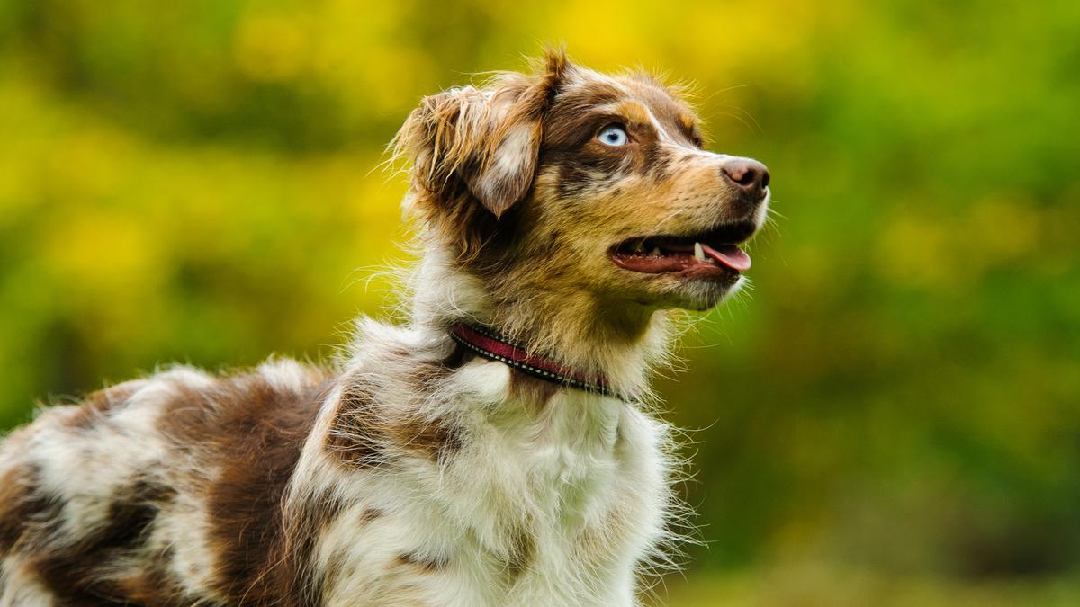 25 cute AKC Registered Miniature American Shepherd puppies for sale ...