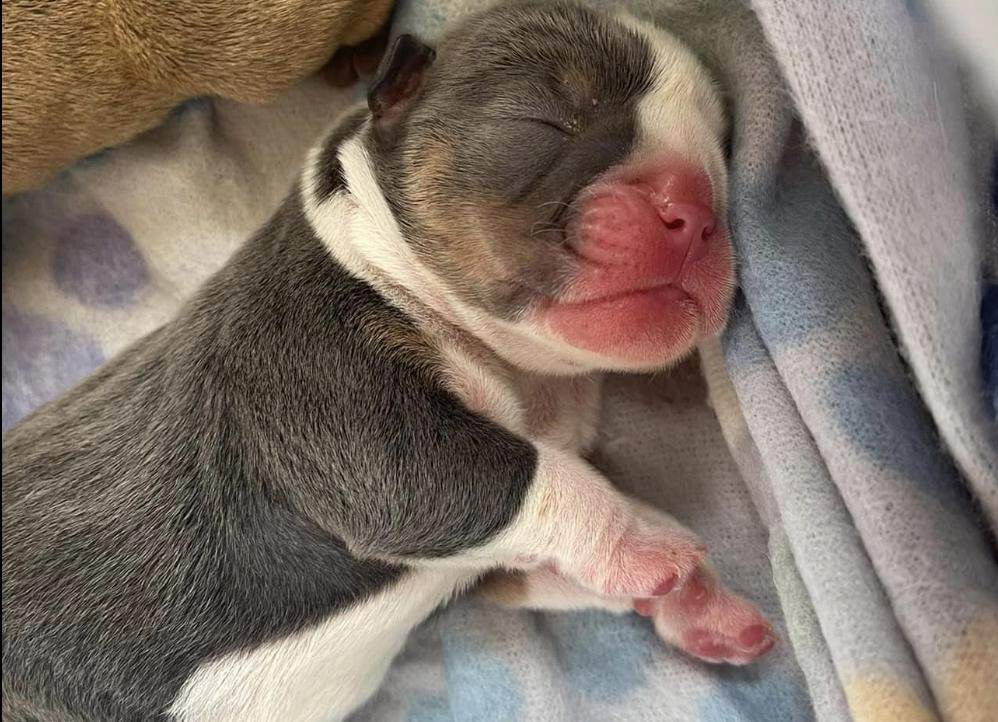 Blues City Bulldogs in Mississippi | Bulldog puppies | Good Dog