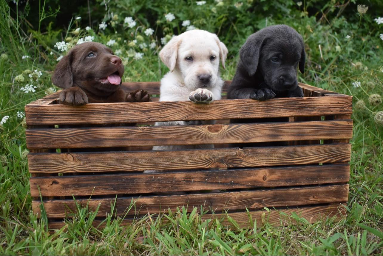 Shadow Grass Labs in Indiana | Dilute Retriever puppies | Good Dog