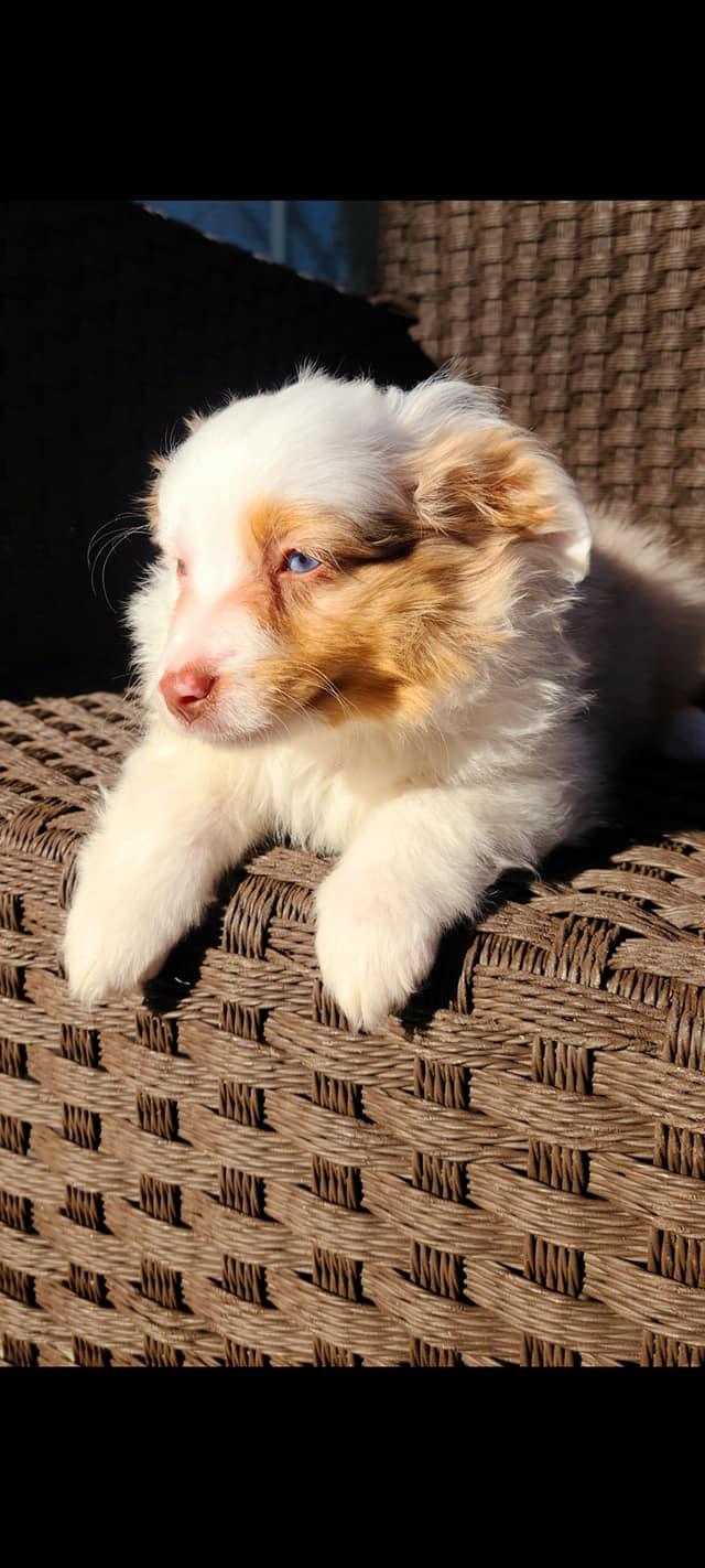 Wittle Wiggles Aussies in Oklahoma | Toy Australian Shepherd puppies ...