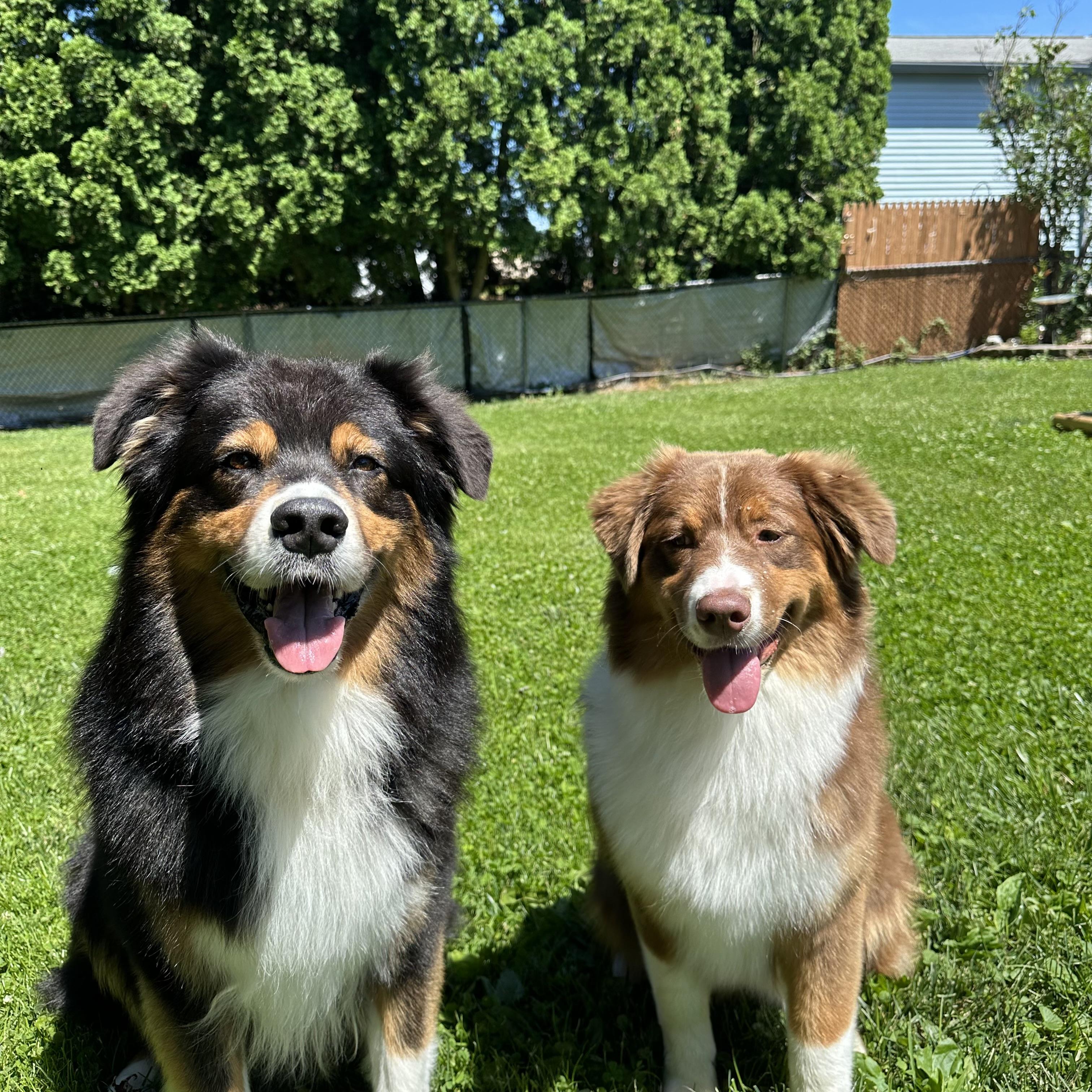 Cherry Blossom Aussies in Connecticut | Australian Shepherd puppies ...