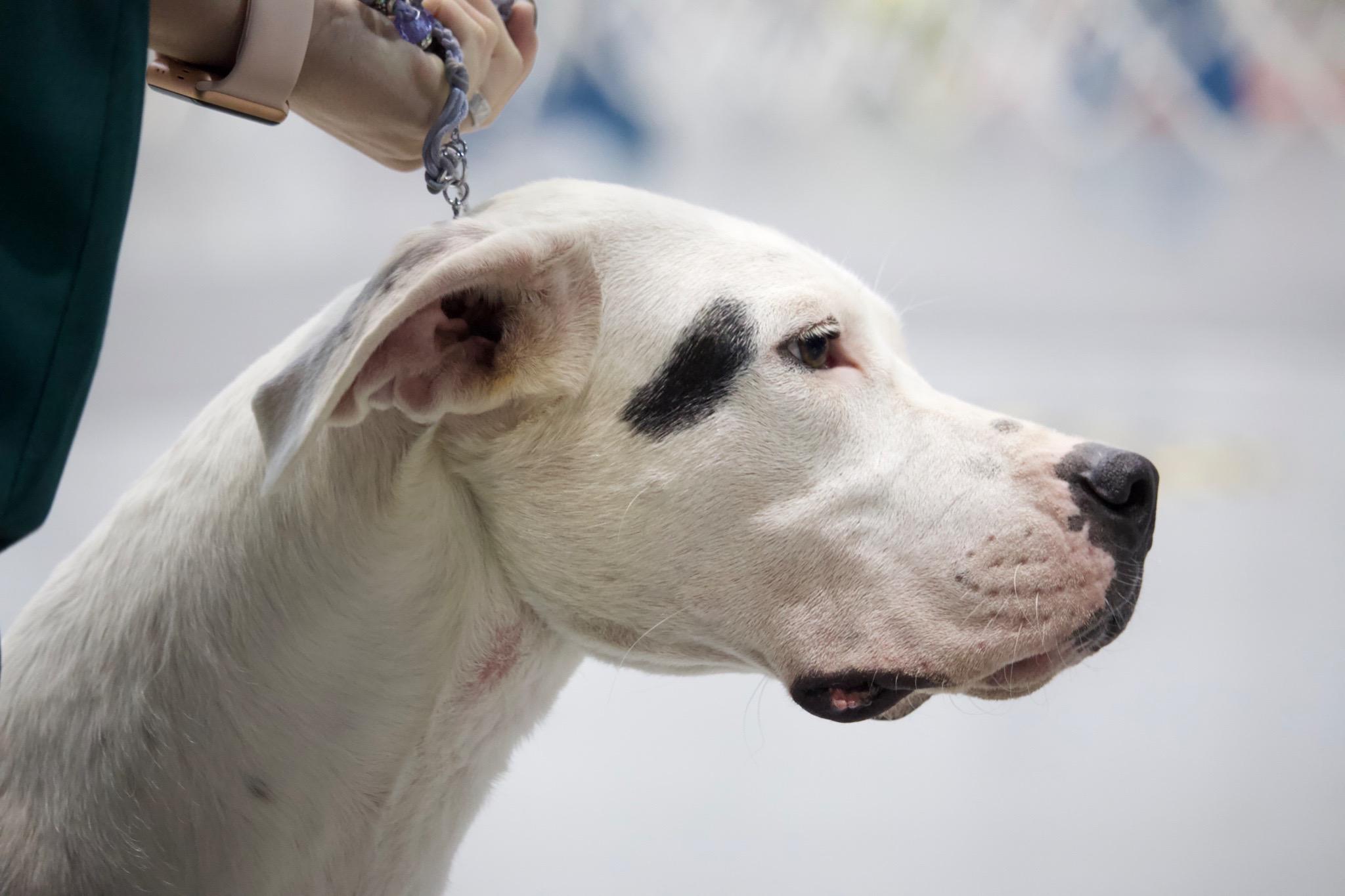 Tightline in Florida | Dogo Argentino and Black Mouth Cur puppies ...