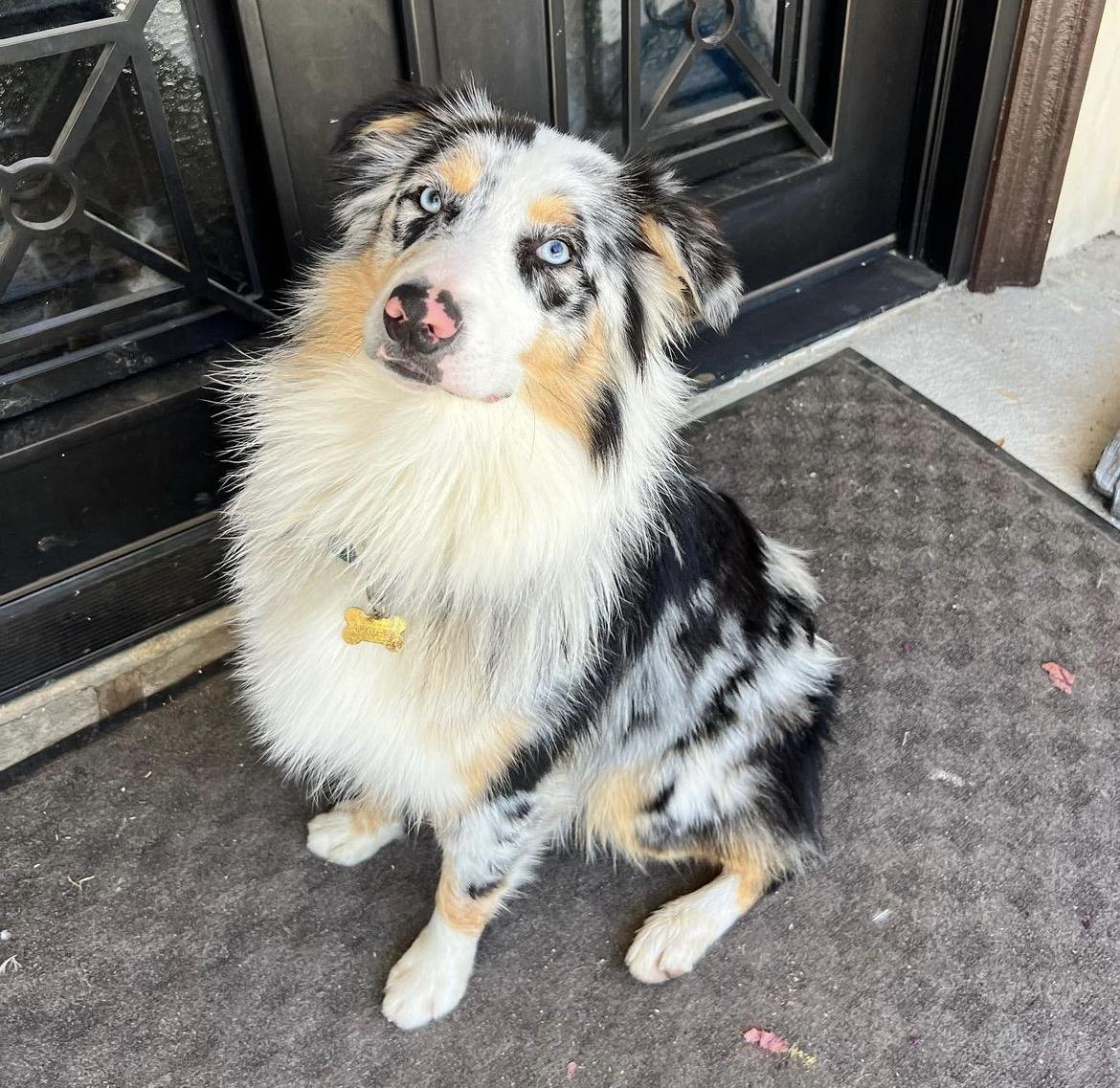Sabrina's Australian Shepherds in California | Australian Shepherd ...