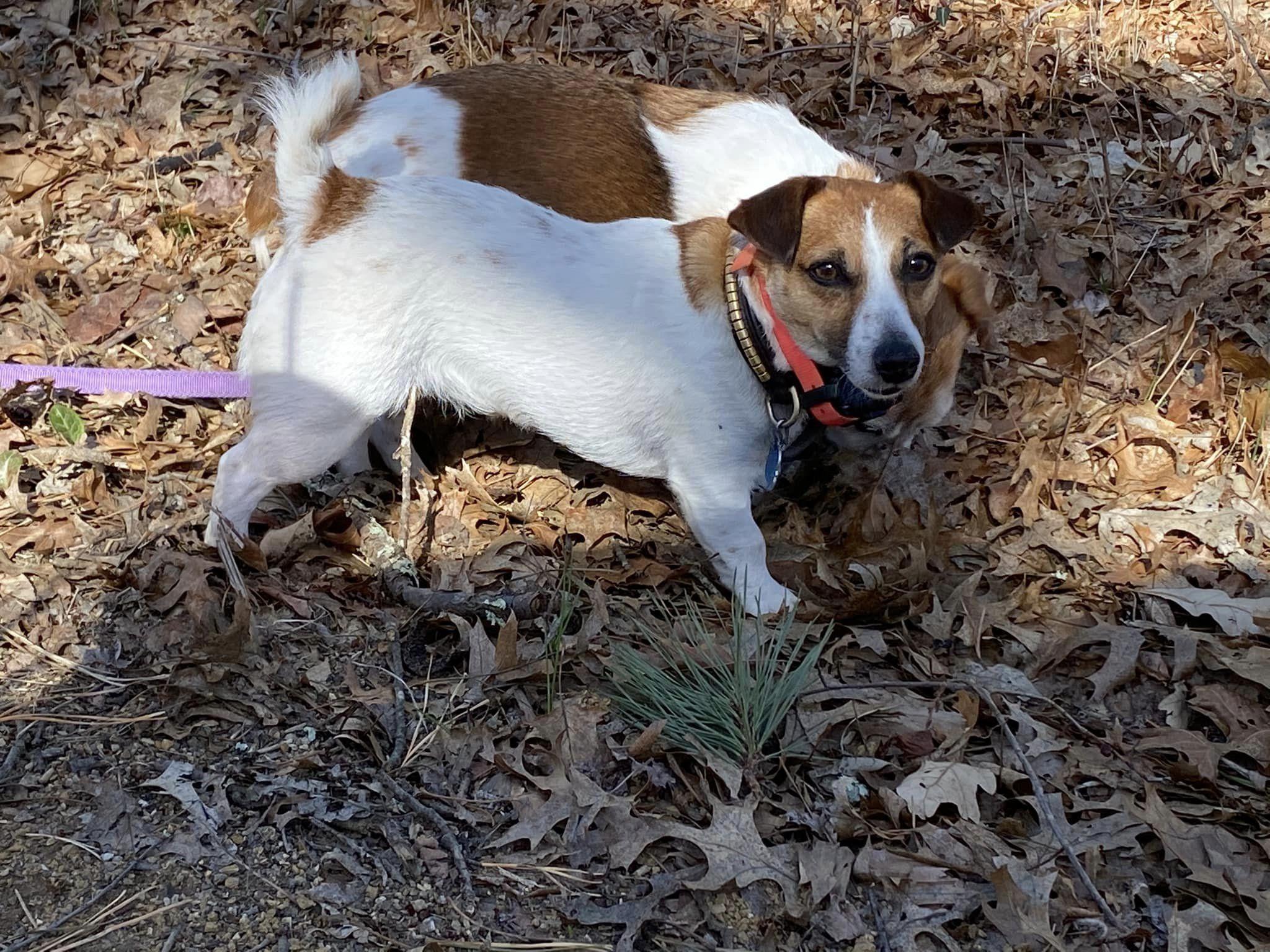 Frog Hollow Farm in Connecticut | Russell Terrier puppies | Good Dog