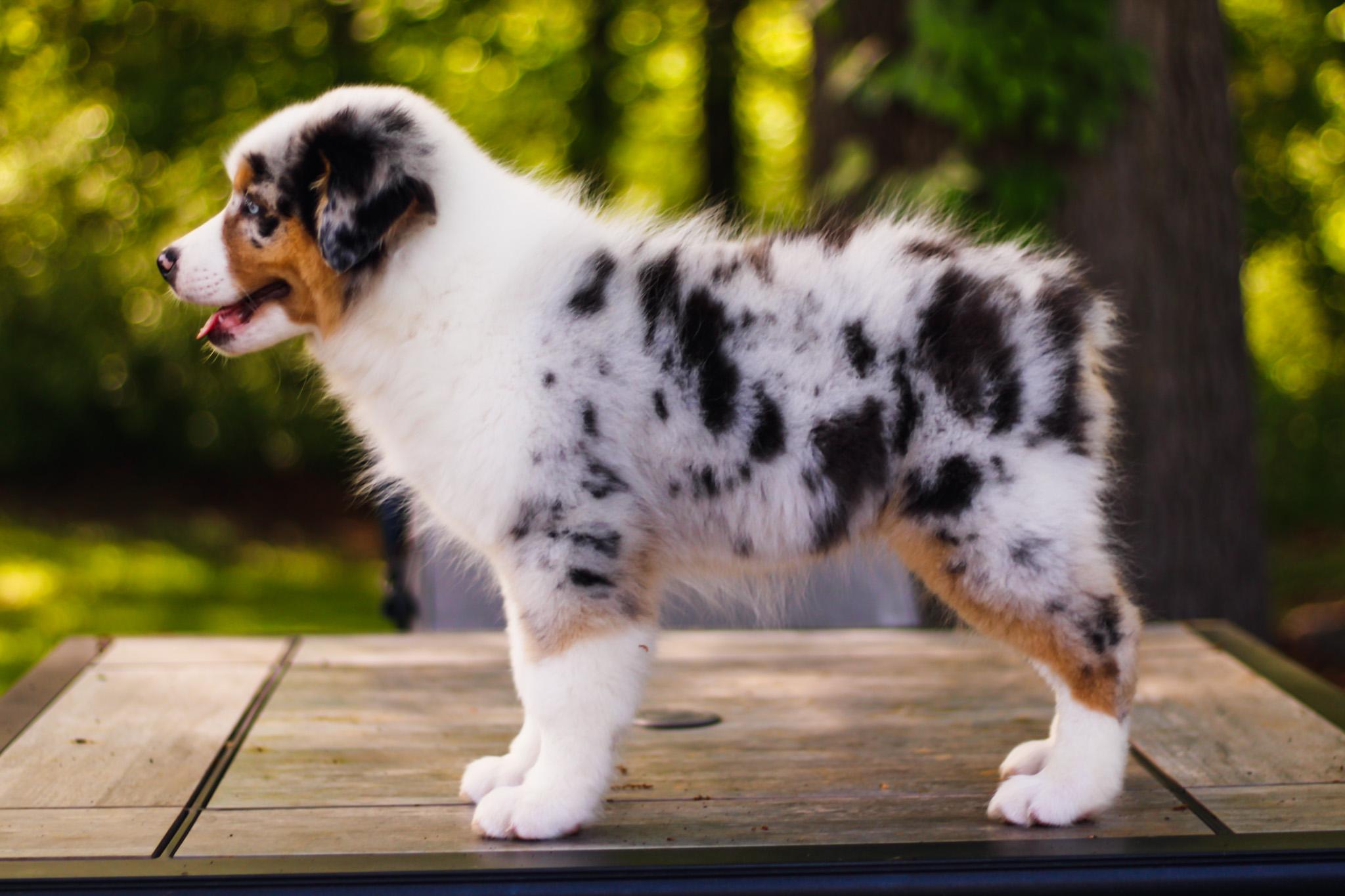 Northern Star Australian Shepherds in Michigan | Australian Shepherd ...