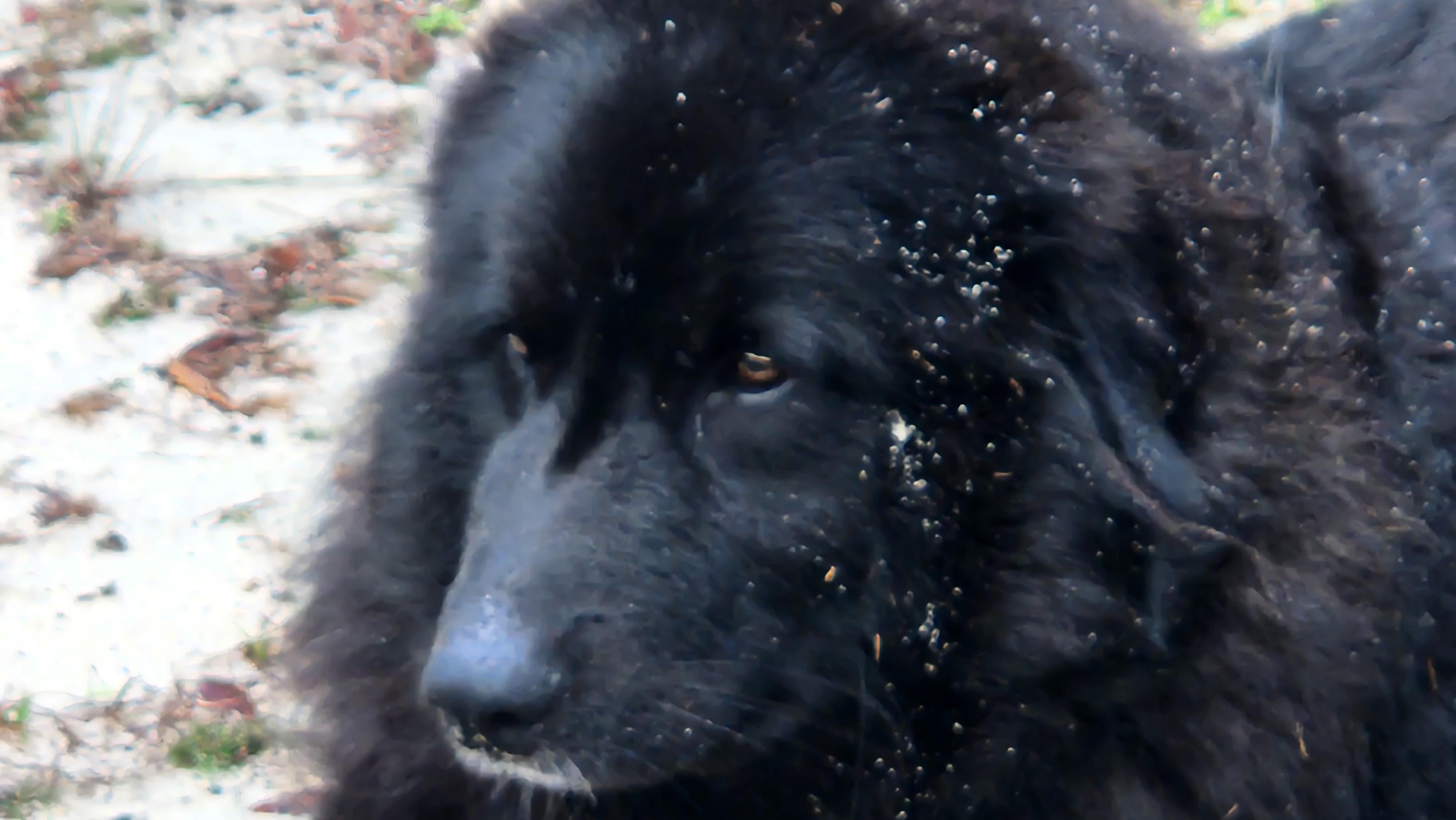 Victory Family Farm in Florida | Colorado Mountain Dog puppies | Good Dog