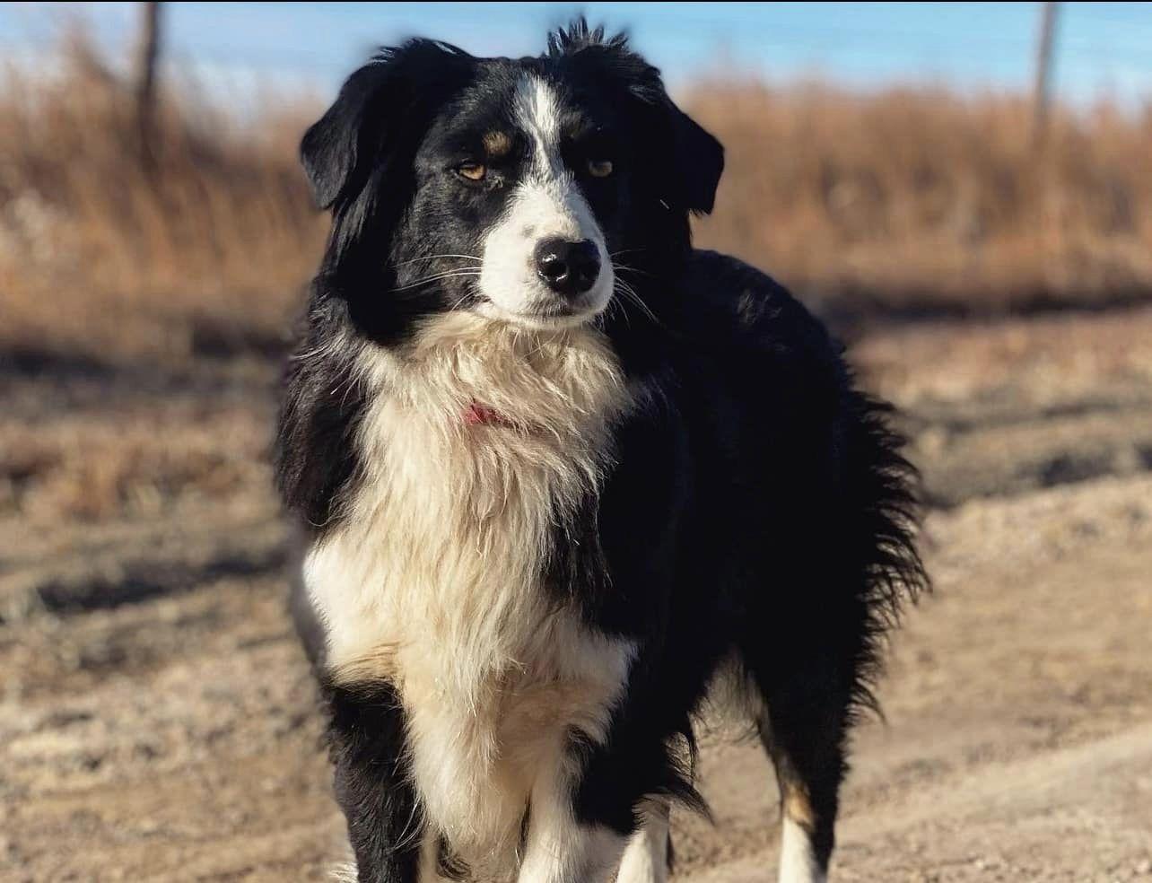 Aspenleiter’s Ranch Hands in Nebraska | Australian Shepherd, Black and ...