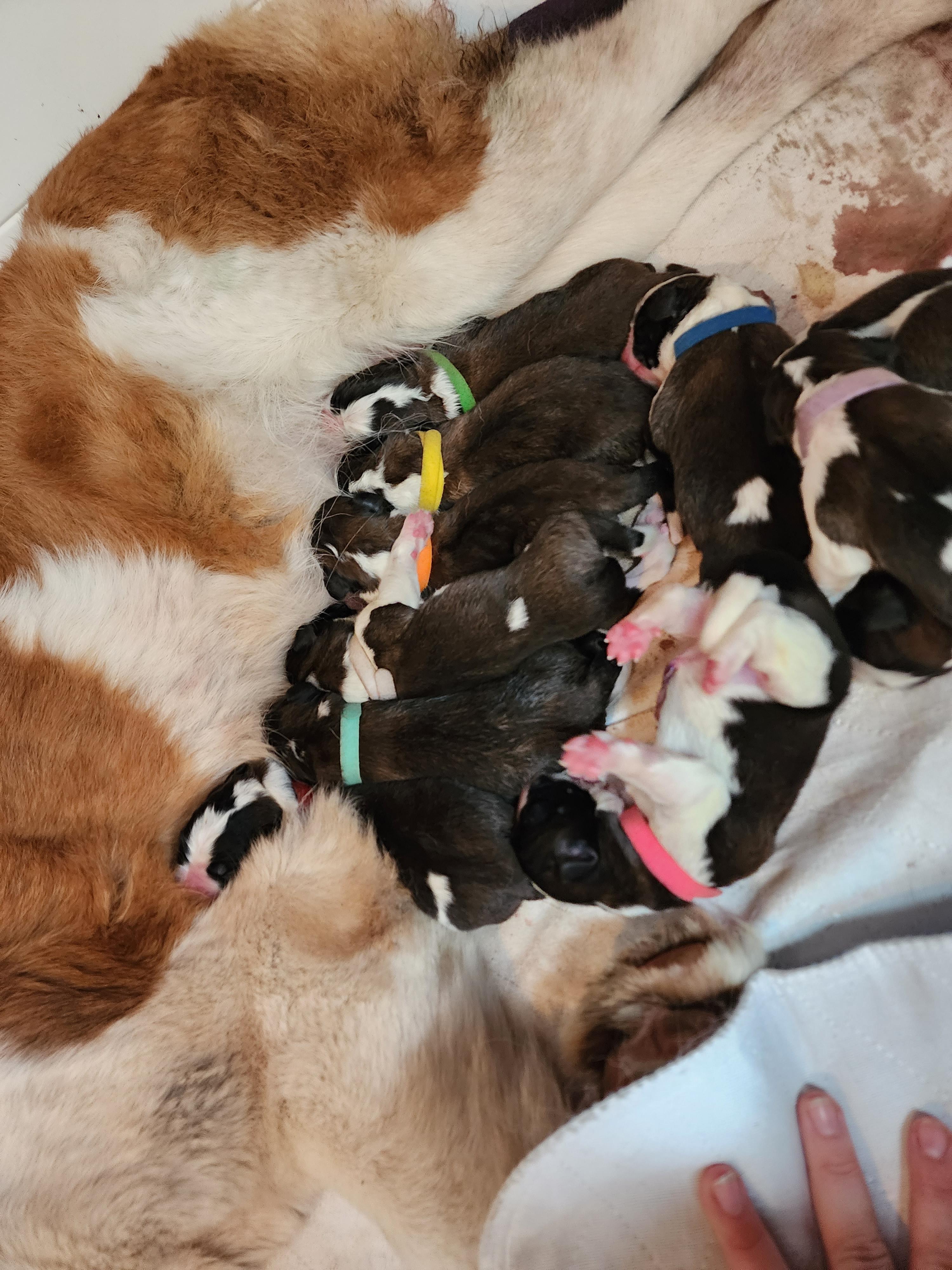 Tonya Tate's Saint Bernards in Oregon | Saint Bernard puppies | Good Dog