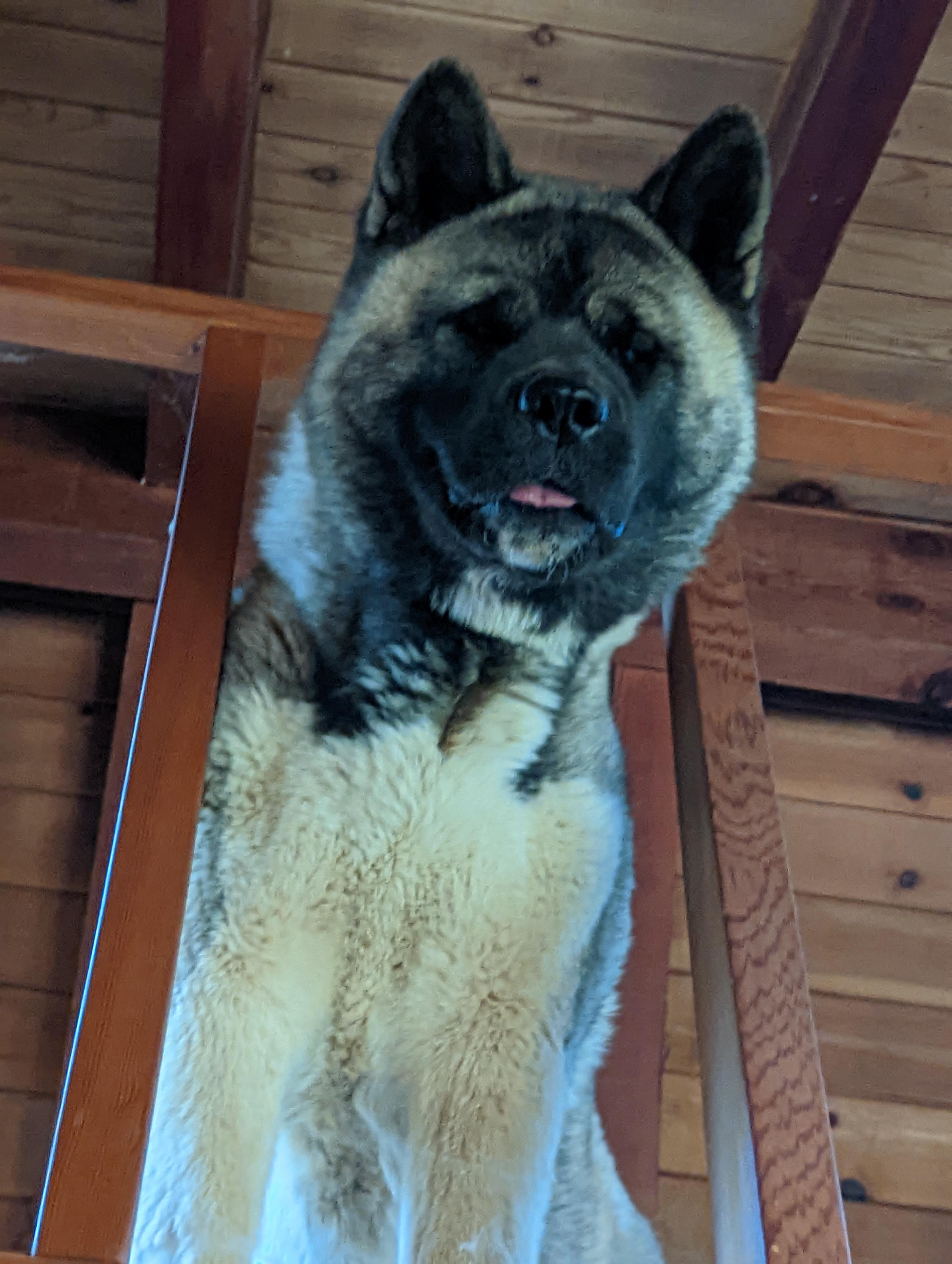Gold Country Akitas in California | Akita puppies | Good Dog
