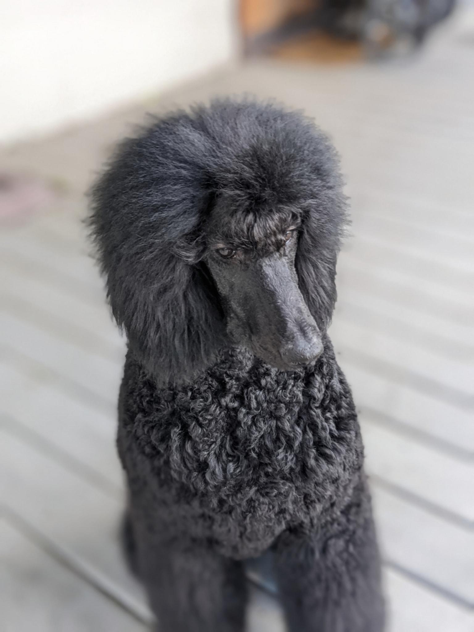 Kvali Standard Poodles in Oregon | Poodle puppies | Good Dog