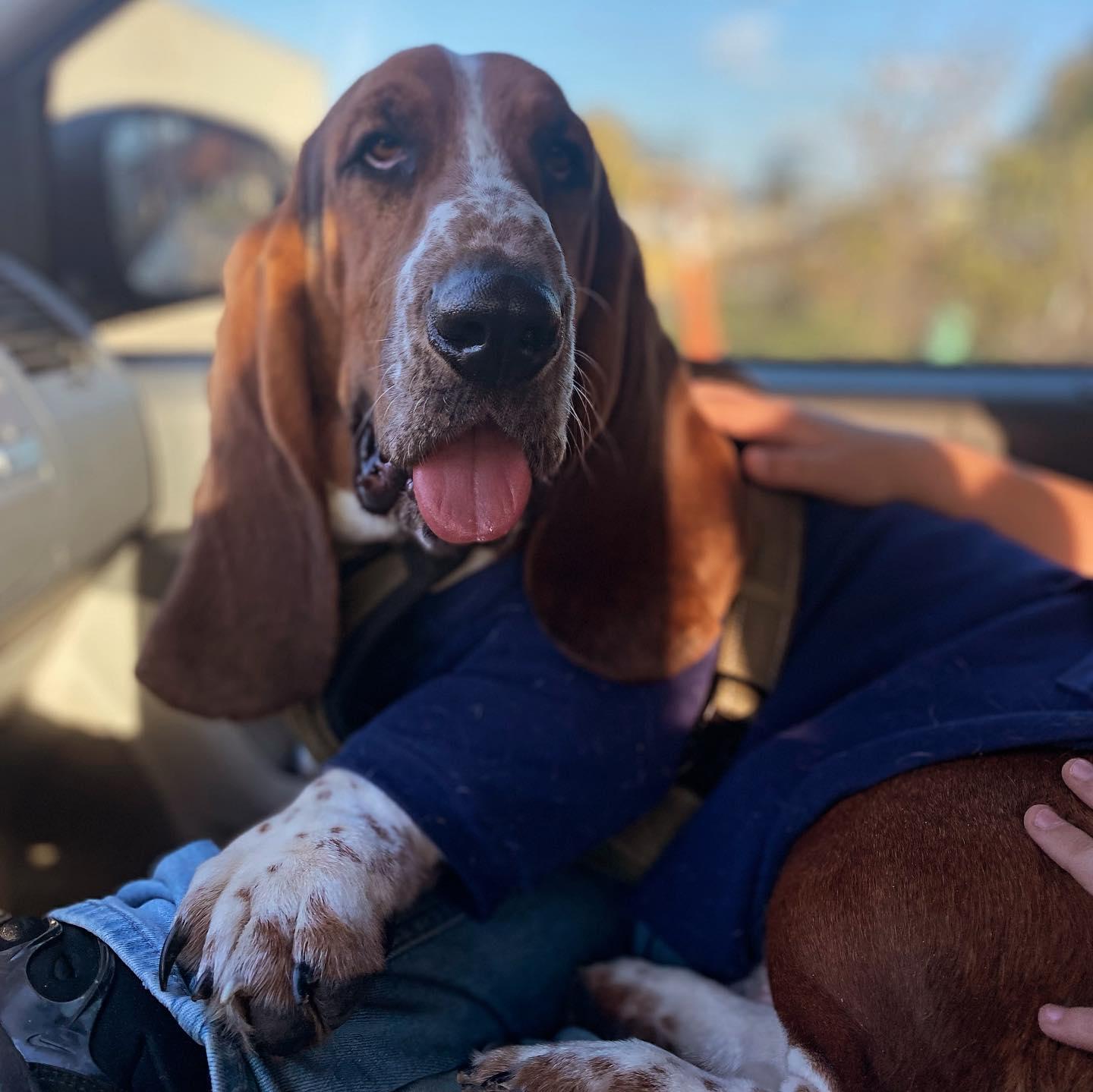 Low and Slow Bassets in Kentucky | Basset Hound puppies | Good Dog