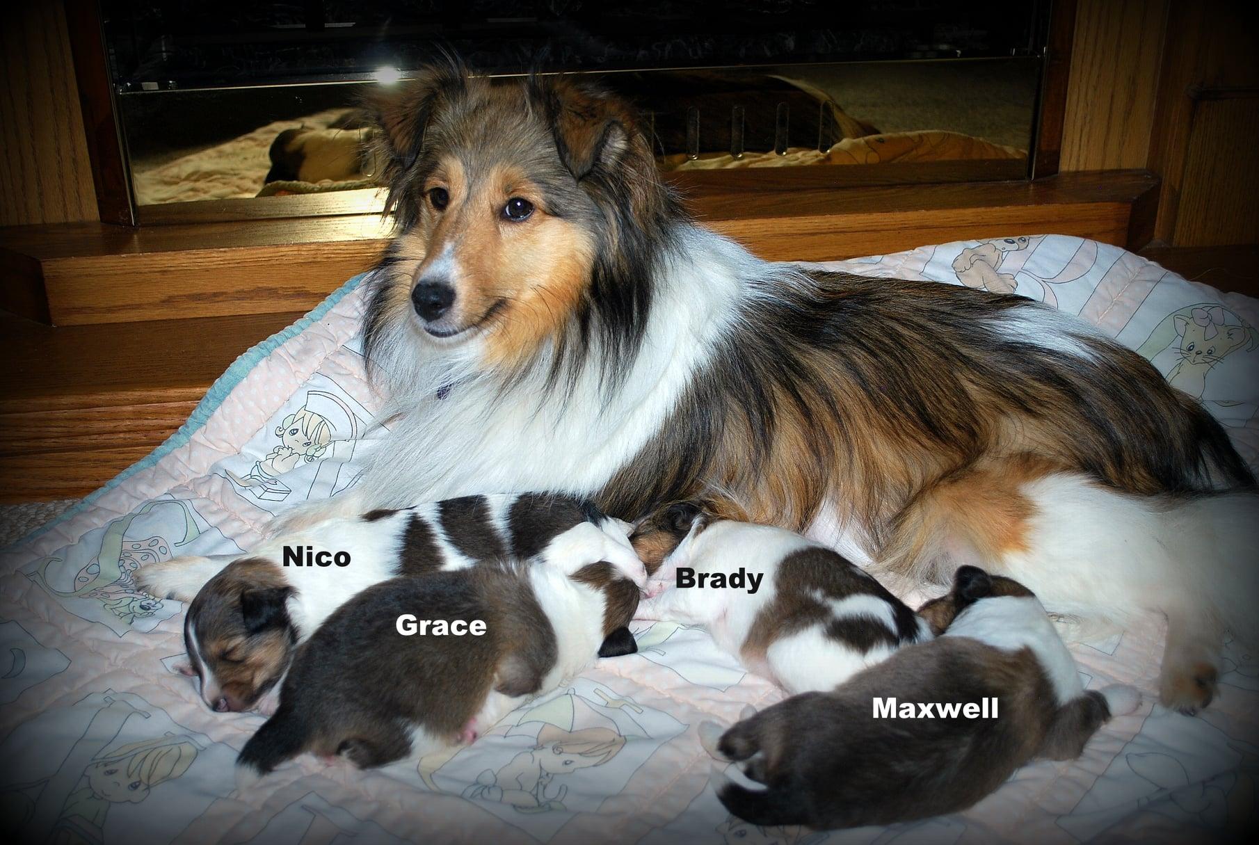Sheltiepal in Michigan | Shetland Sheepdog puppies | Good Dog