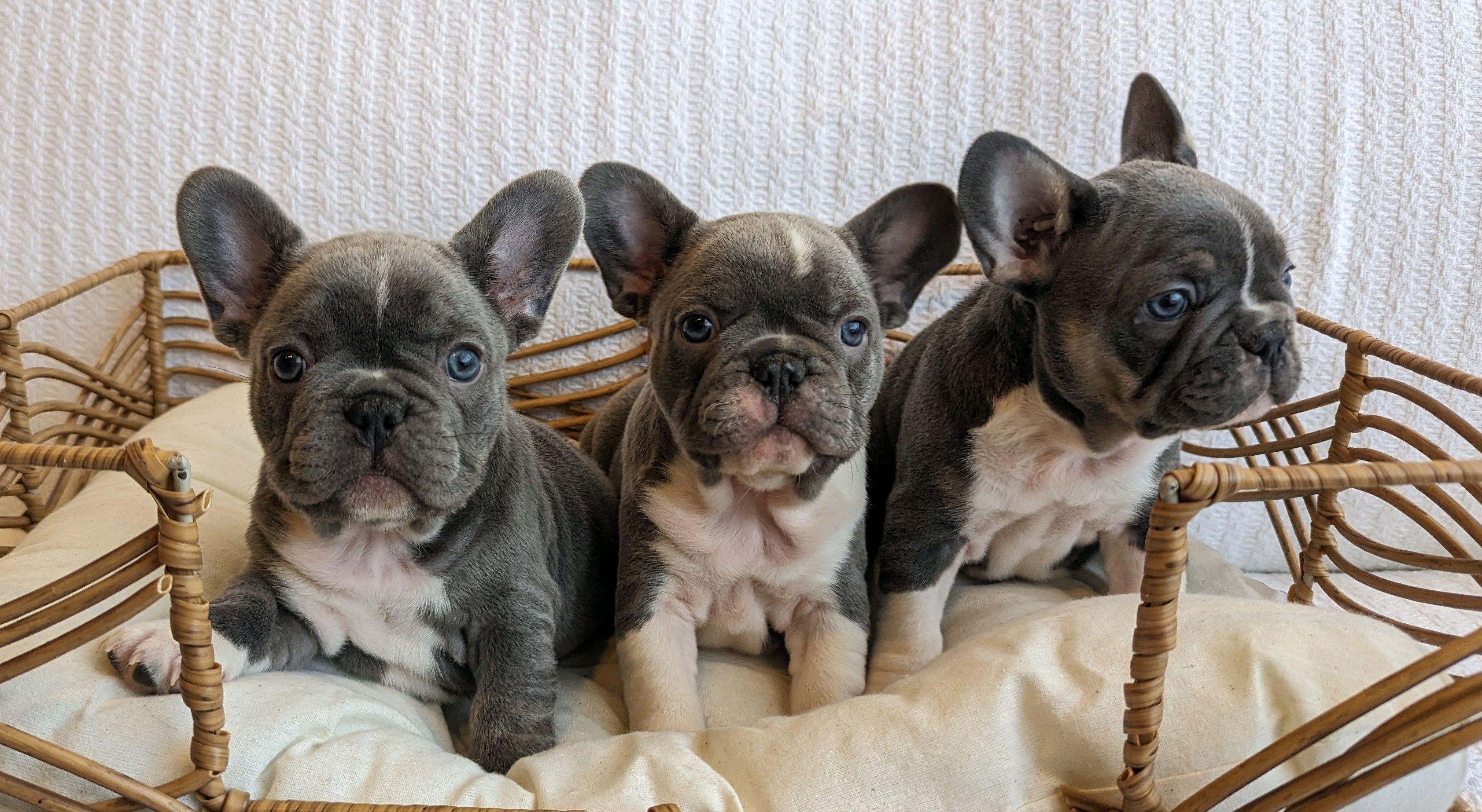 High Tide Frenchies in California | French Bulldog puppies | Good Dog