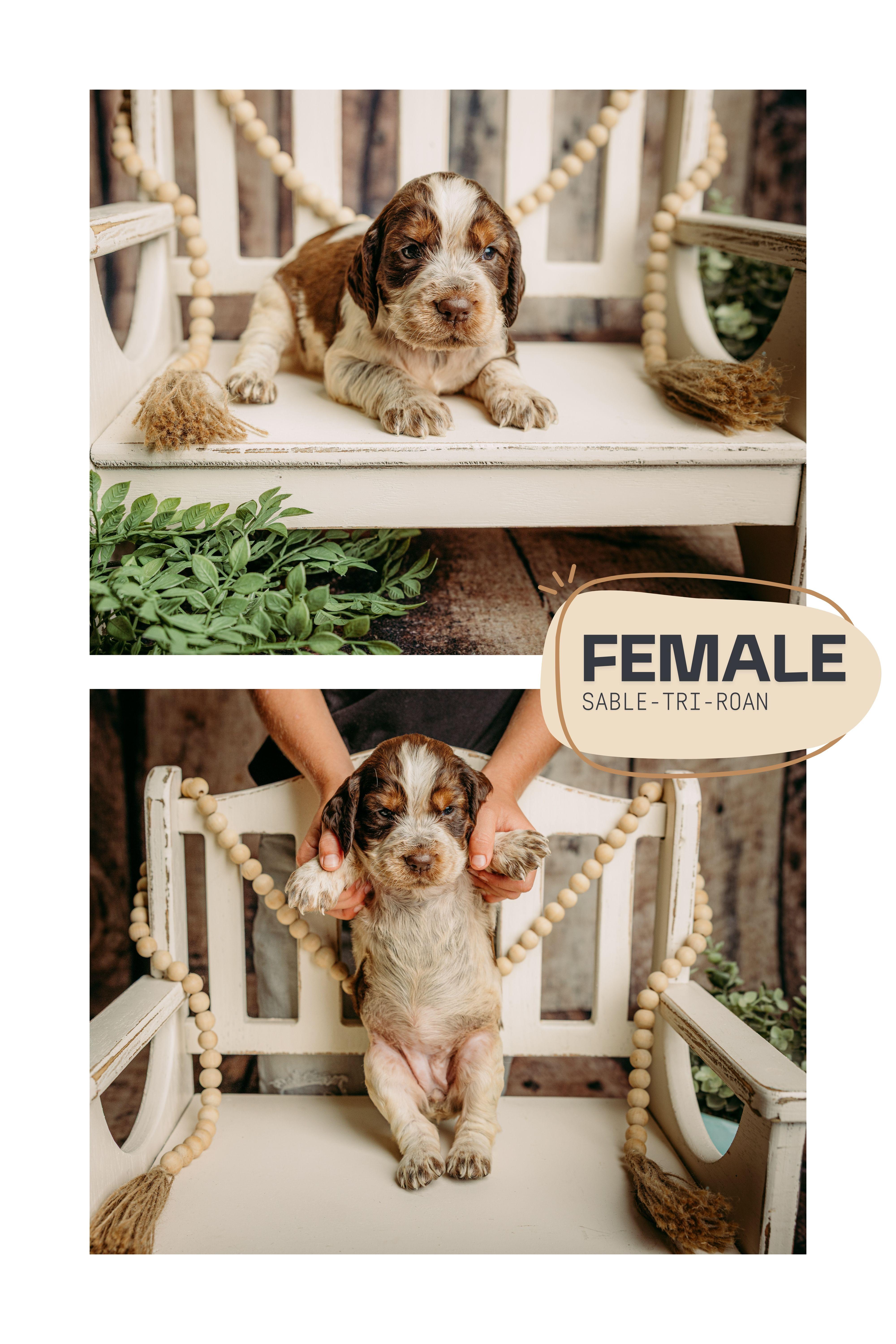 Spradley Springers & GSP's in Florida | English Springer Spaniel and ...