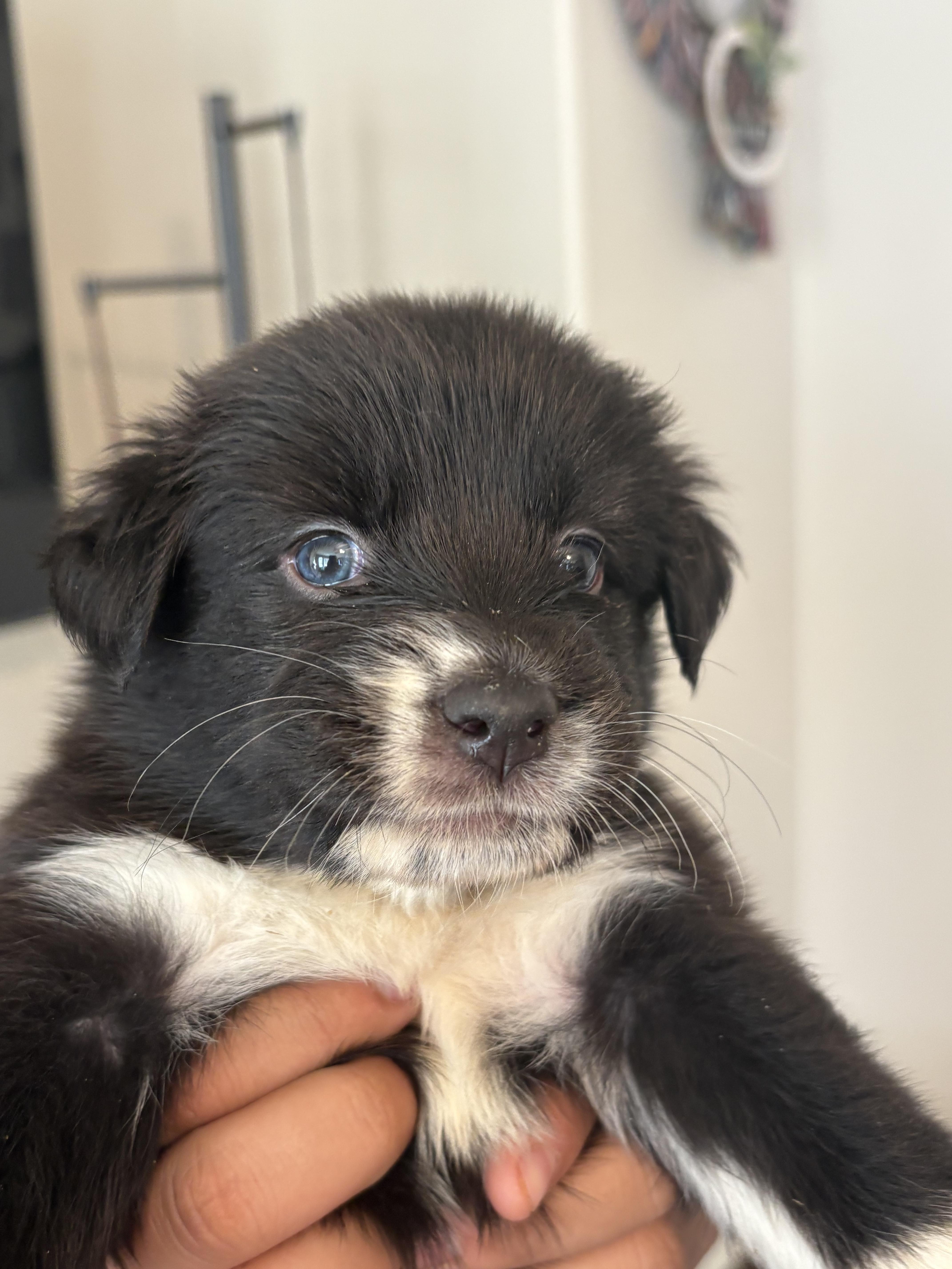 So Fetch Aussies in California | Australian Shepherd puppies | Good Dog