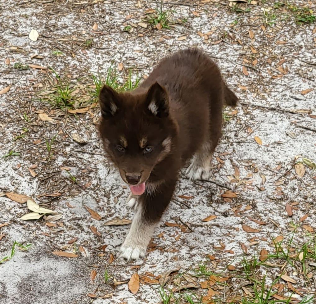 Husky Breeder of Central Florida in Florida | Siberian Husky puppies ...
