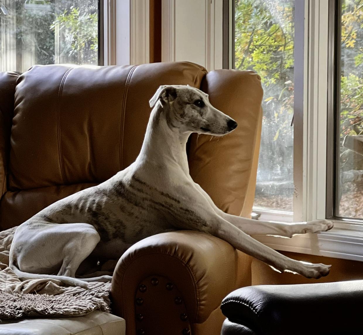Steadfast Whippets in Ohio | Whippet puppies | Good Dog