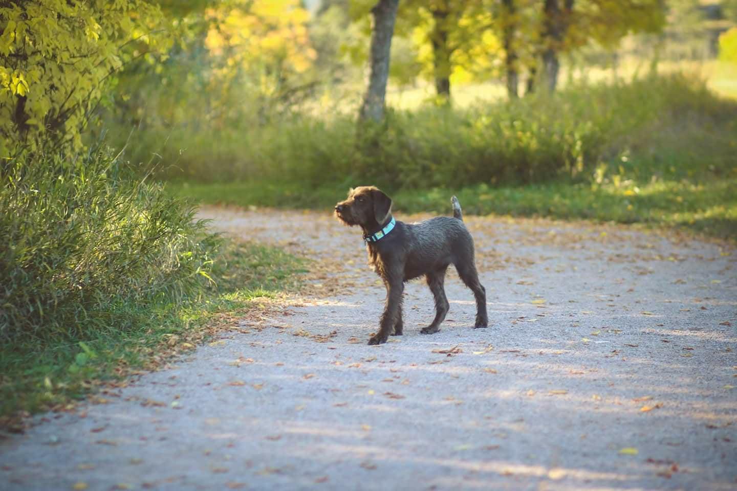 Rebel Point Pudelpointers in South Dakota | Pudelpointer puppies | Good Dog