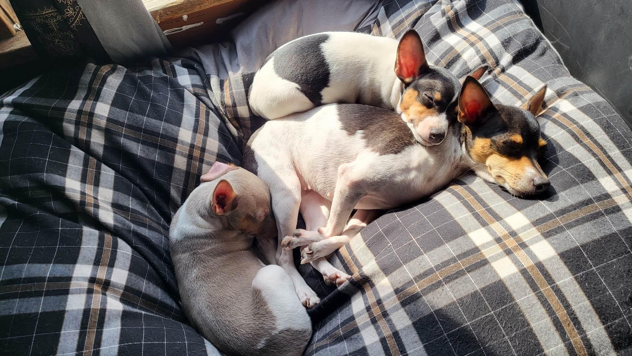 Country Rat Terriers in Missouri | Rat Terrier puppies | Good Dog
