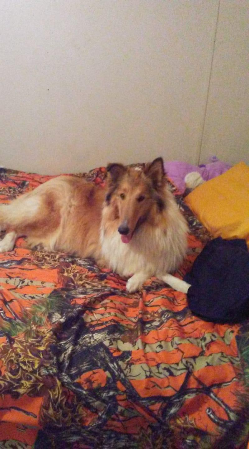 Southern Country Collies in Mississippi | Collie puppies | Good Dog
