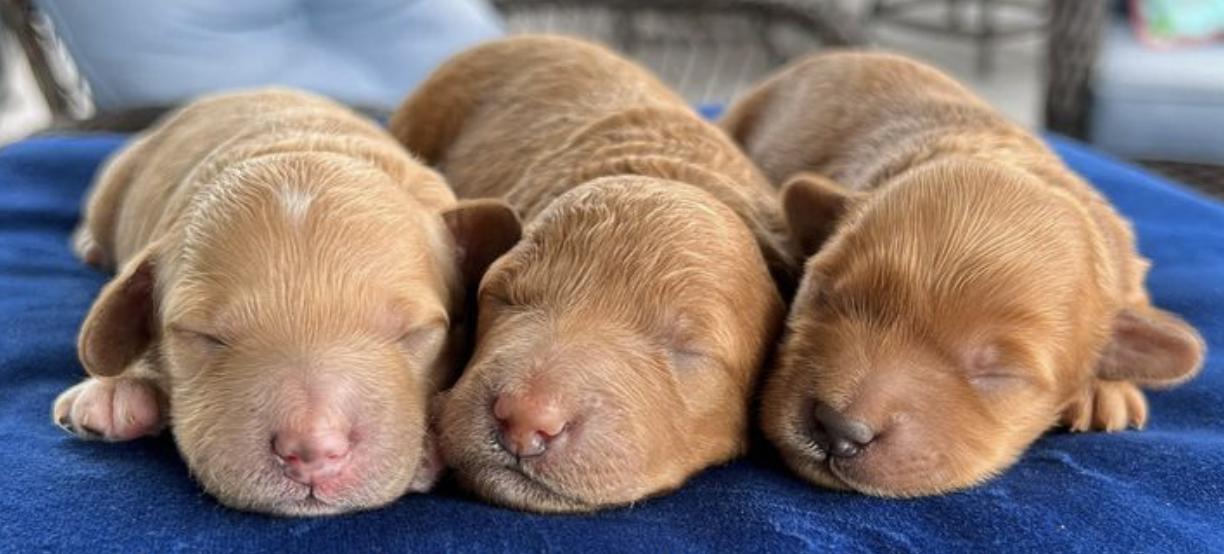 Celebrity Doodles MO in Missouri | Goldendoodle puppies | Good Dog