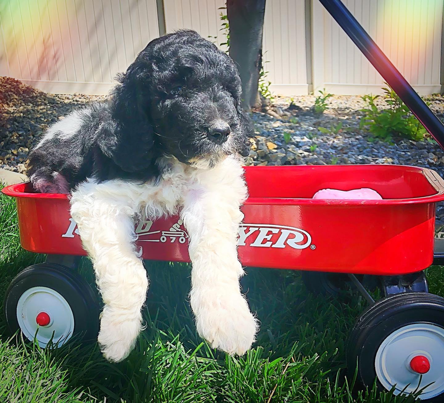 Diggers doodles in Idaho | Goldendoodle puppies | Good Dog
