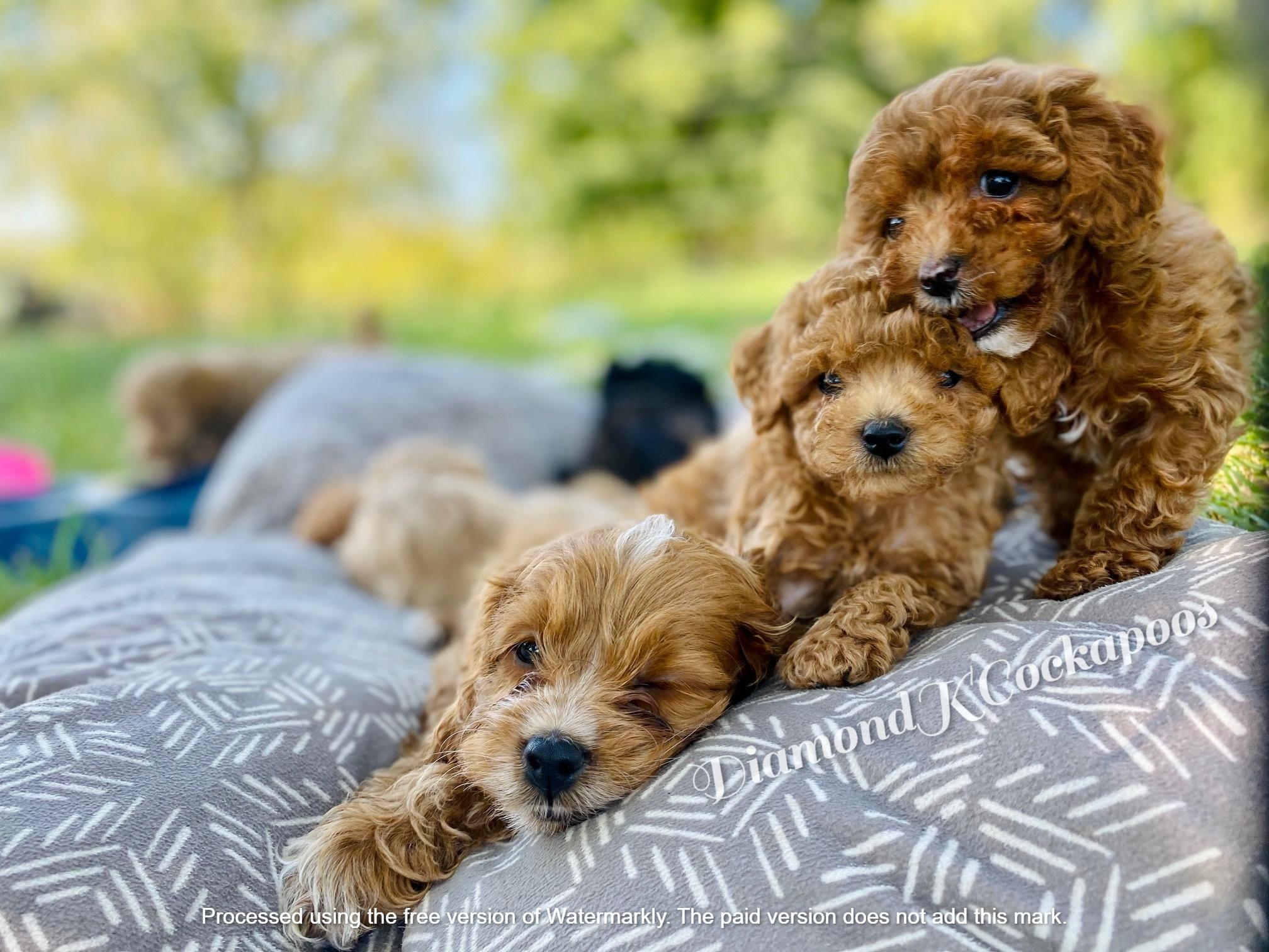 Diamond K in Missouri | Cockapoo puppies | Good Dog