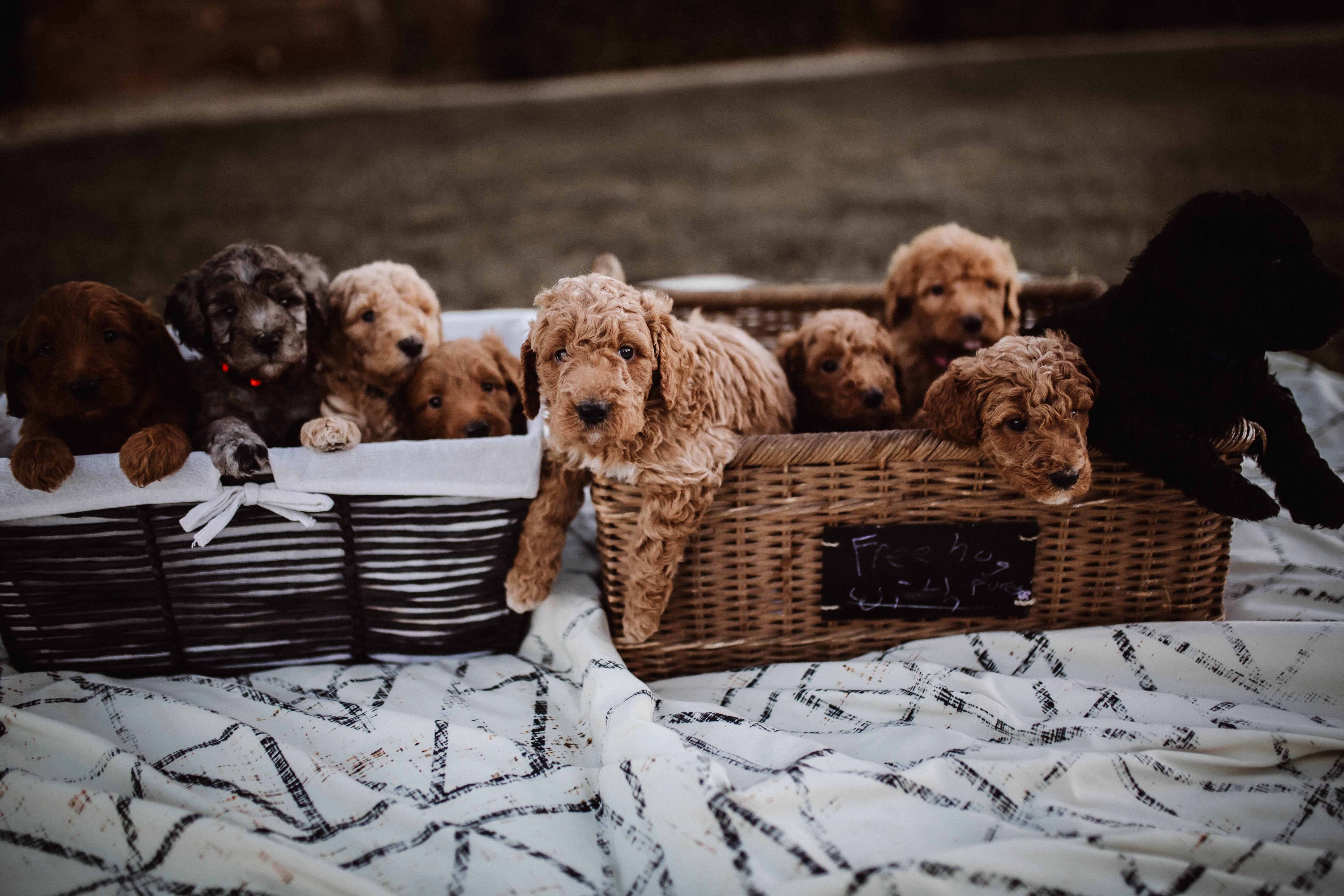 High Desert Doodles in California | Bernedoodle, Goldendoodle or ...