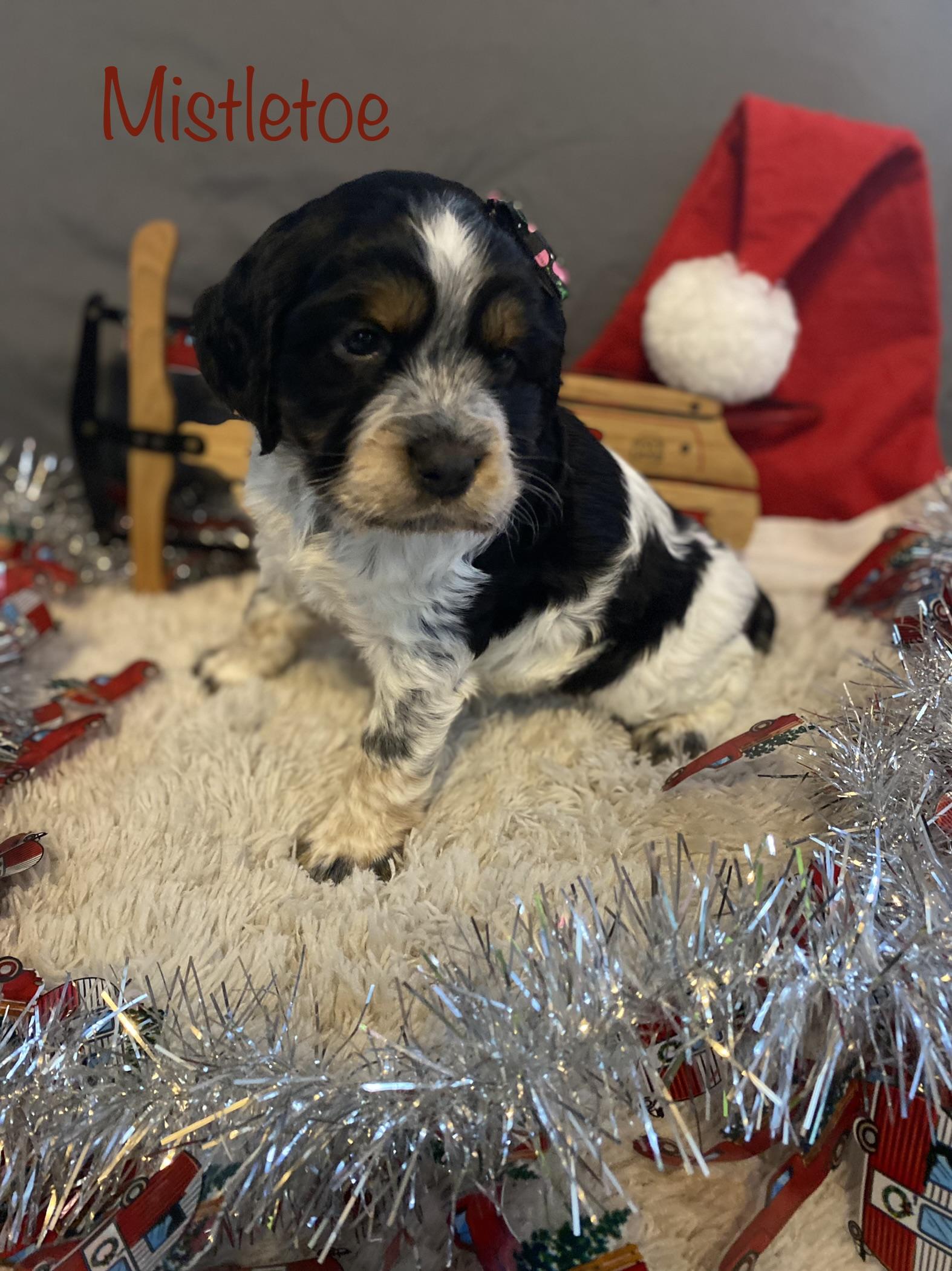 Picky’s Puppies in Michigan | English Springer Spaniel puppies | Good Dog