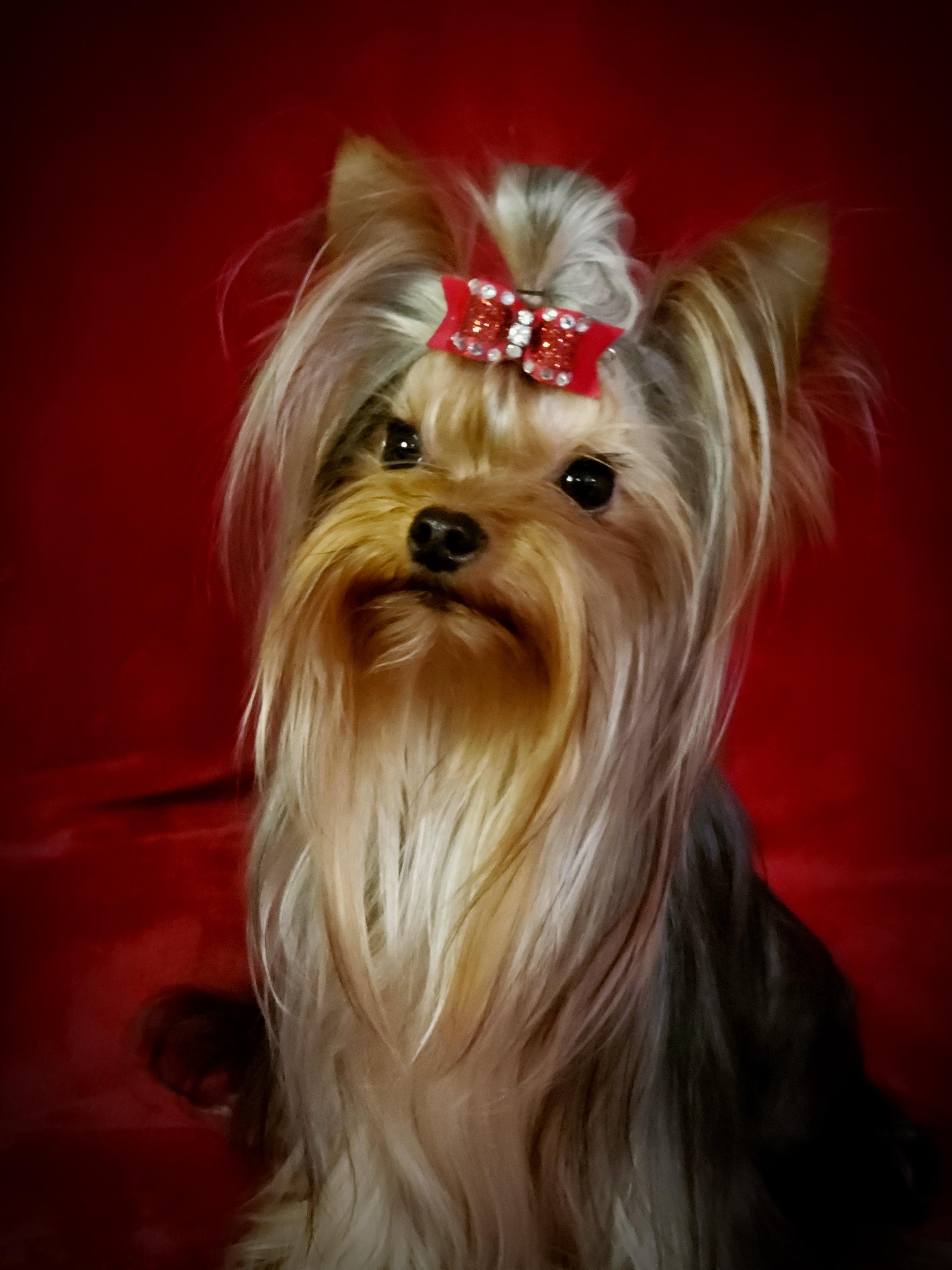 Little Angel Yorkies in Tennessee | Yorkshire Terrier puppies | Good Dog