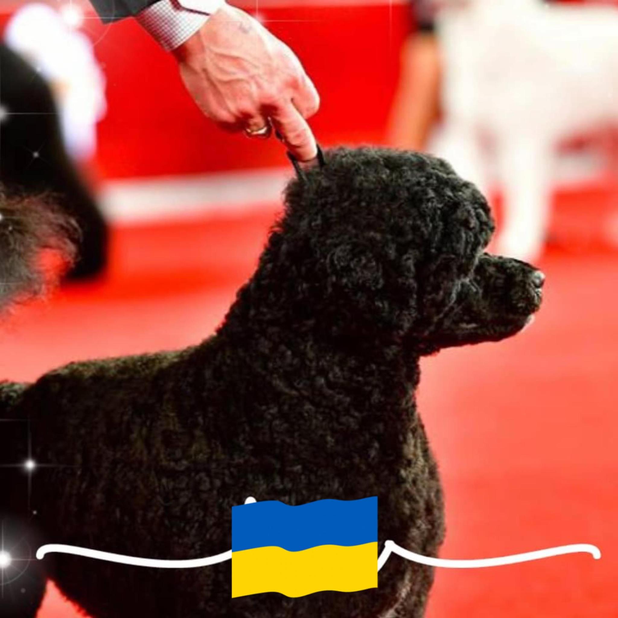 Presidio PWDs in Virginia | Portuguese Water Dog puppies | Good Dog
