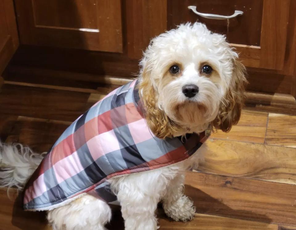 Cascade Cavapoos in Washington | Cavapoo puppies | Good Dog
