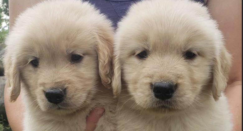 Sugar River Goldens in Wisconsin | Golden Retriever puppies | Good Dog