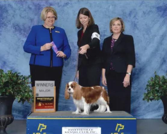 Ingold in North Carolina | Cavalier King Charles Spaniel puppies | Good Dog