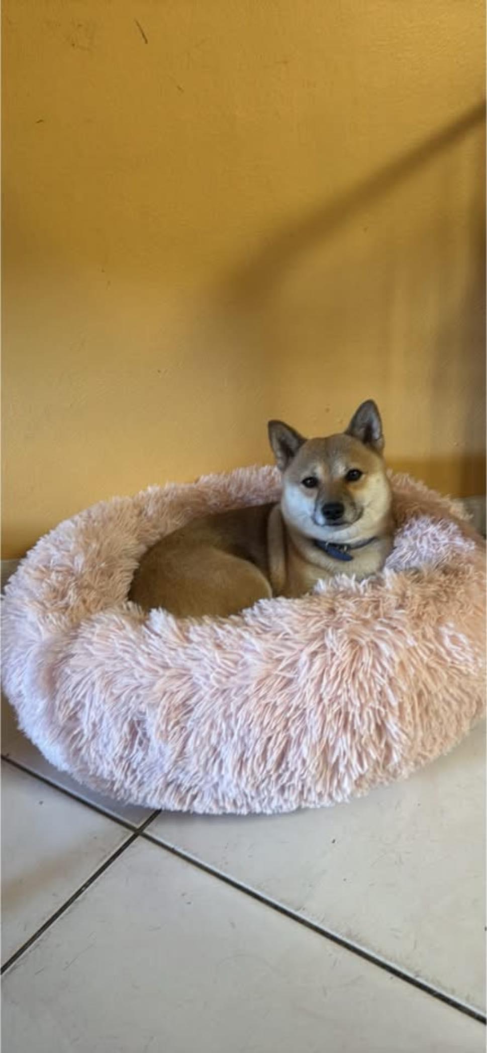 The Queen of Shibas in Florida | Shiba Inu puppies | Good Dog