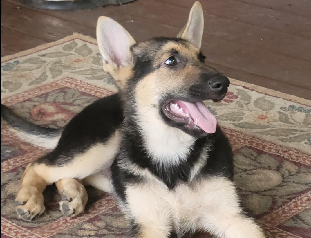 NW Florida Shepherds in Florida | German Shepherd puppies | Good Dog